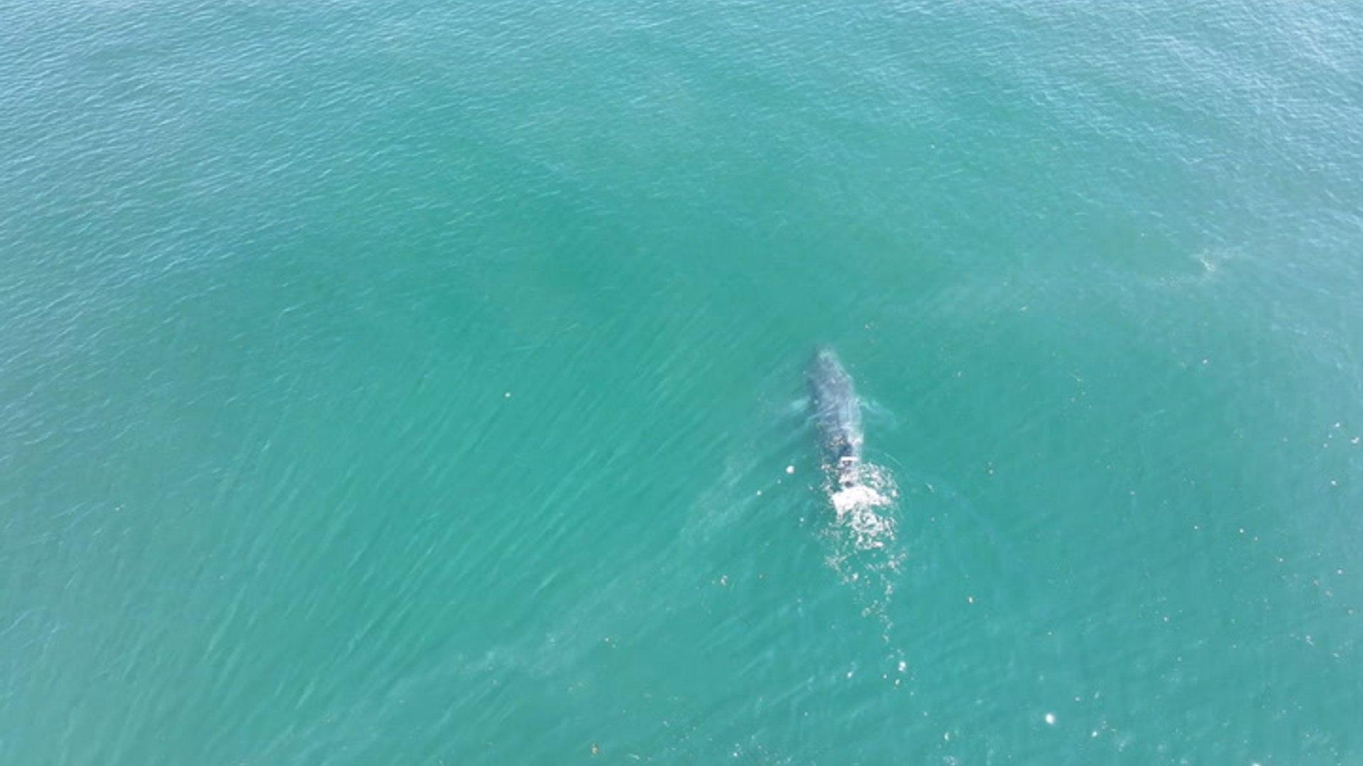 Whale with no tail swimming off the coast of Washington state