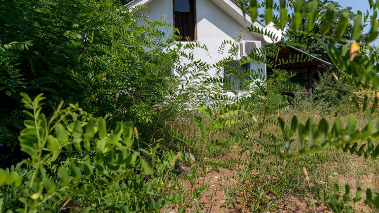 The landscaping mistake that's aging your house (and lowering its value)