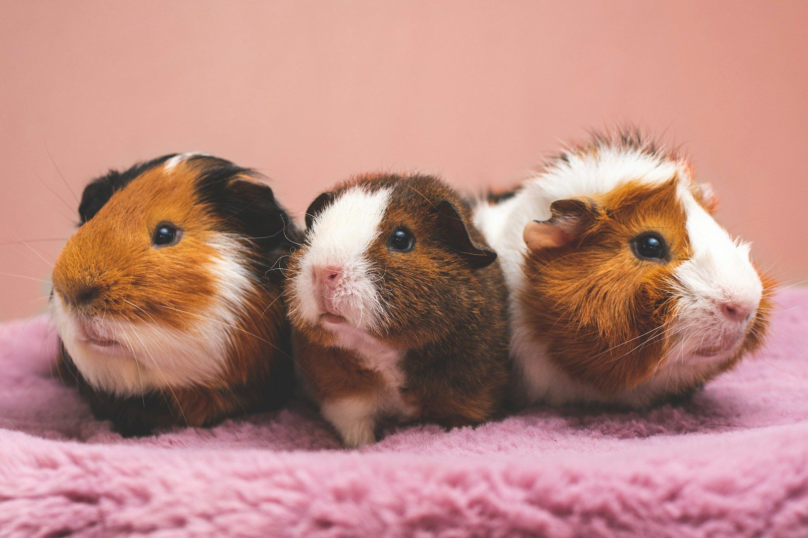 6 wild animals that became too dependent on humans to return to nature