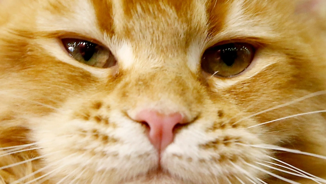 5 Charming Maine Coon Kitten and Cat Moments