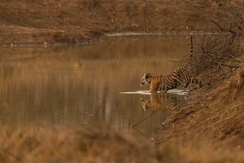 7 wild cats that are surprising natural swimmers, including a true ...