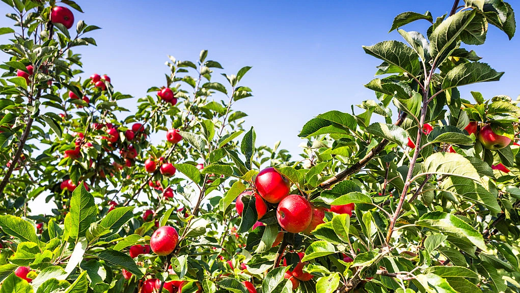 Exploring Wenatchee’s orchards, cider, and scenic outdoors