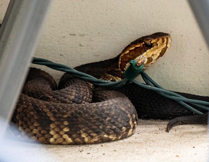 Florida homeowner lifts a heavier pothos, then a cottonmouth rolls out ...