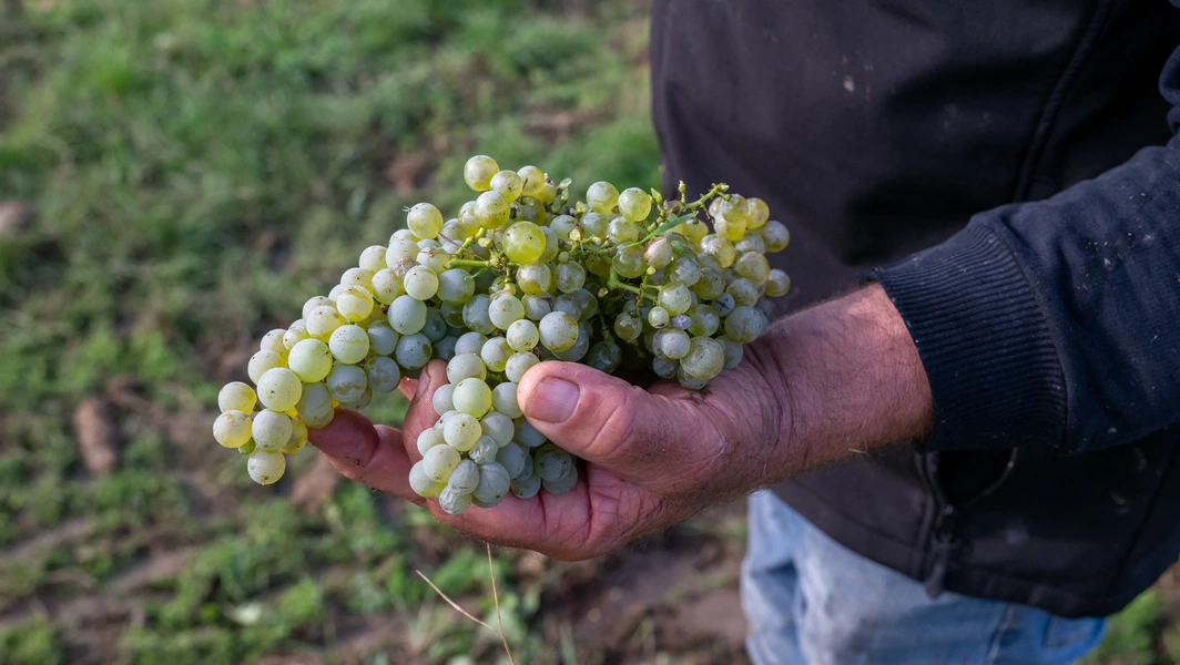 15 mistakes to avoid when buying grapes