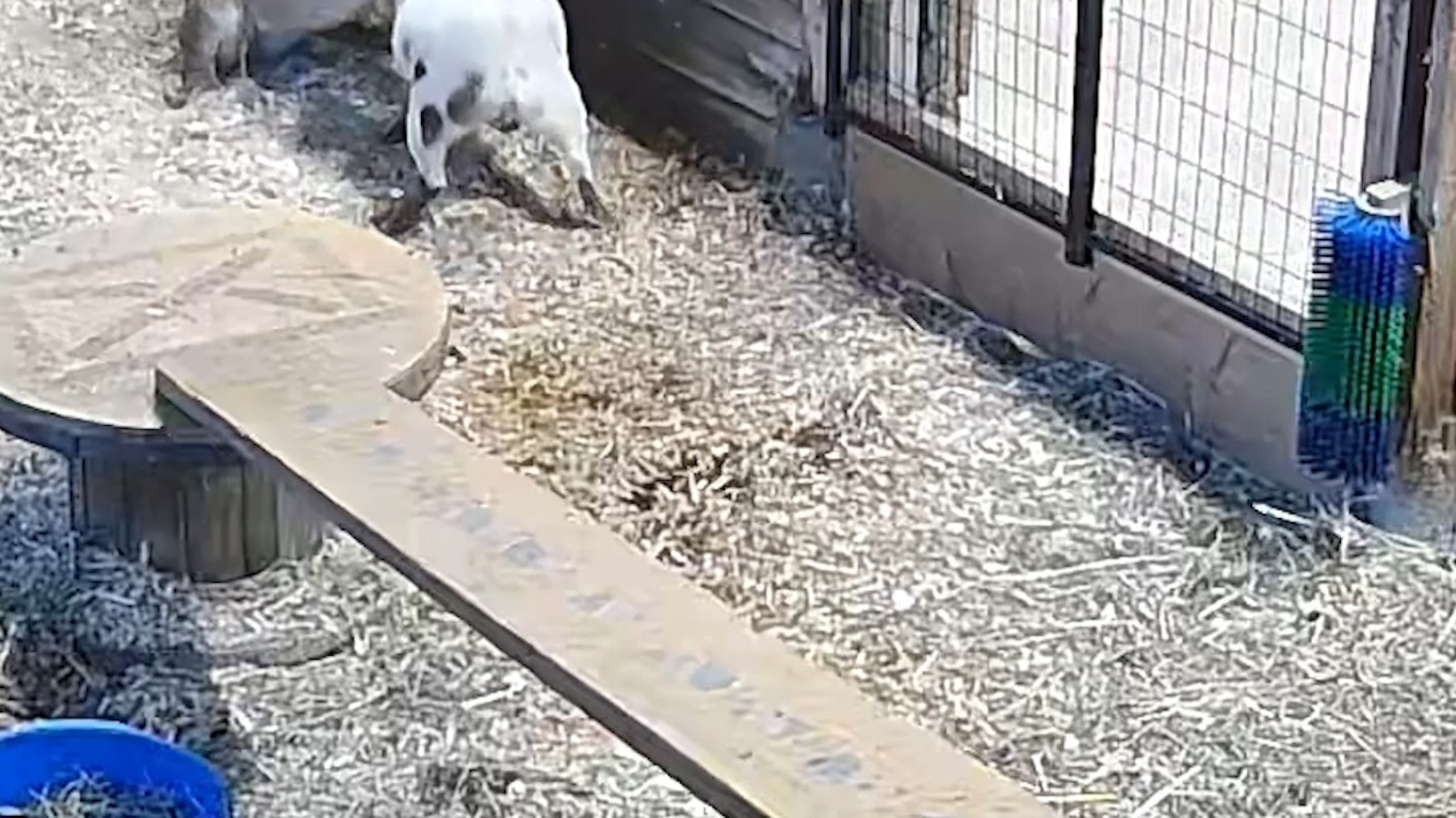 Woman fights off cougar to save her goat