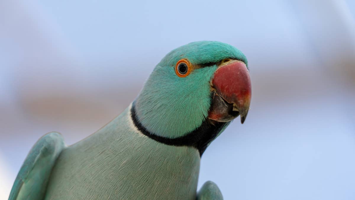 This parrot's morning affirmations are better than yours