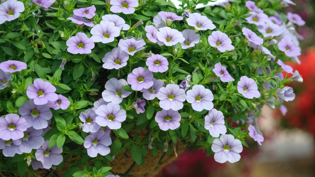 16 cascading plants perfect for retaining walls