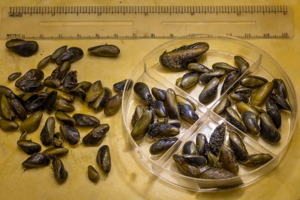 California scales back golden mussel safeguards at vital Lake Oroville ...