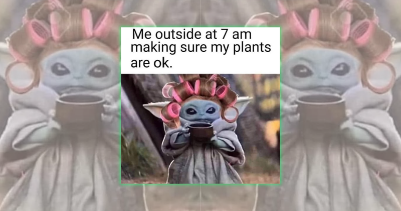 A harvest of gardening memes for green thumbs and backyard botanists
