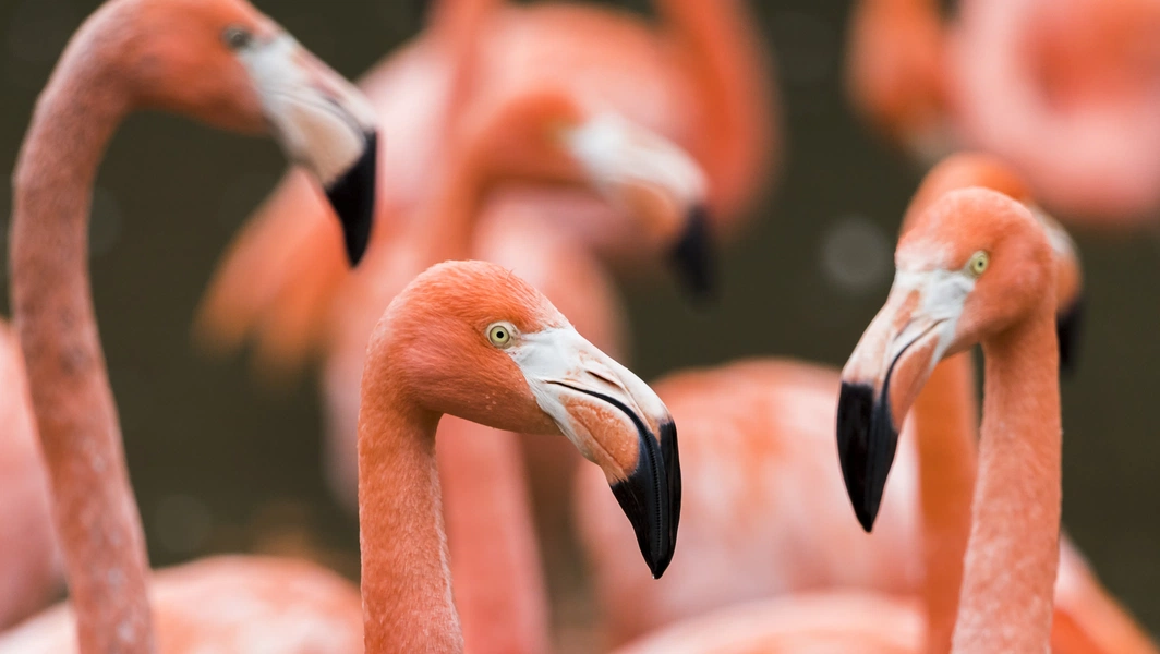 16 quirky collective nouns for animal groups