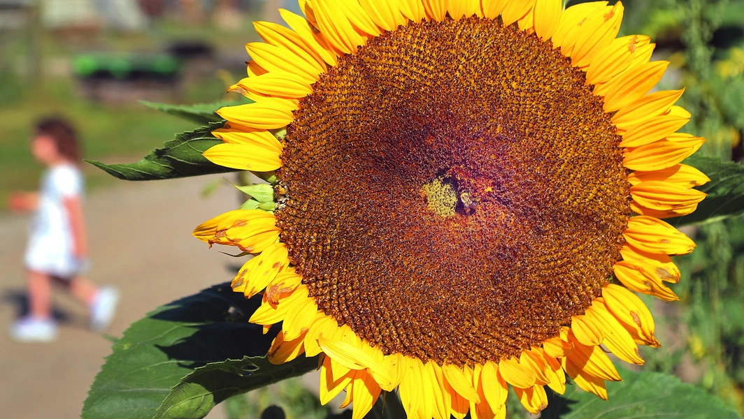Sunflower secrets every gardener should know
