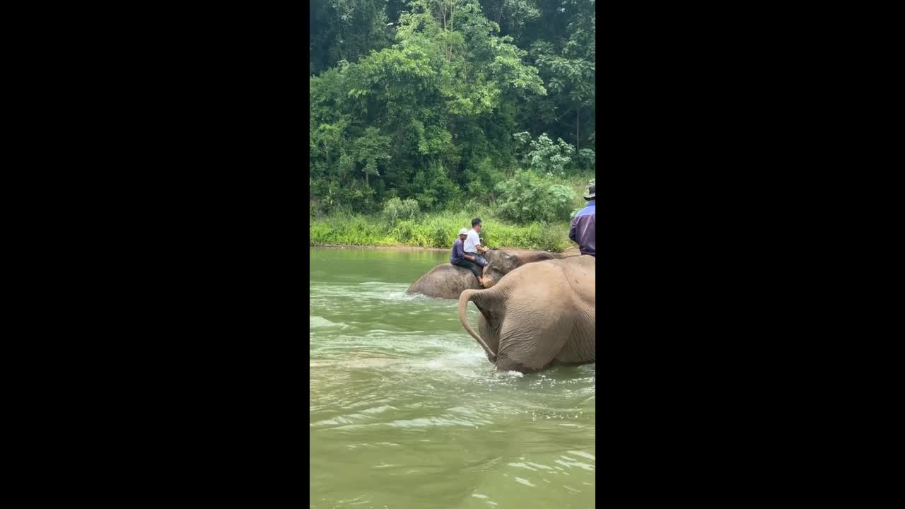 Tourist gets soaked as playful elephant suddenly dives into lake in Laos