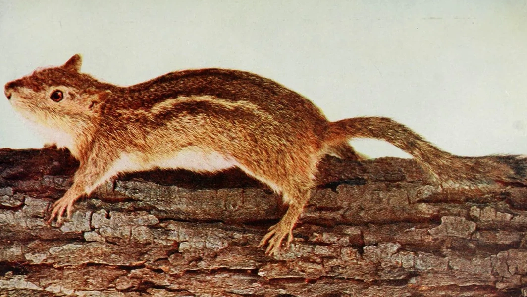 Chipmunk secrets from burrows to snacks
