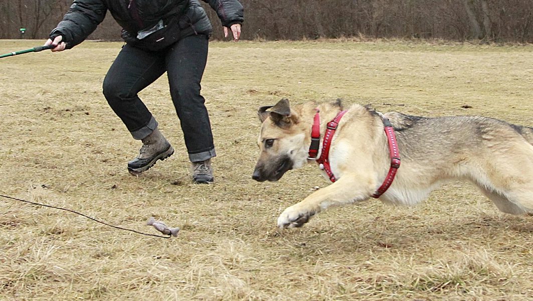 German shepherd intelligence, loyalty, and versatility