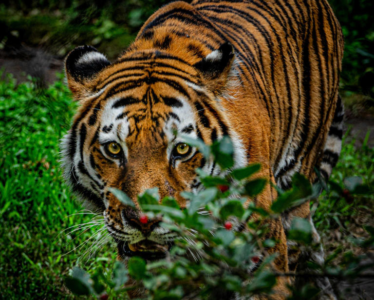 Three endangered tiger cubs arrive at Kentucky zoo in rare conservation ...