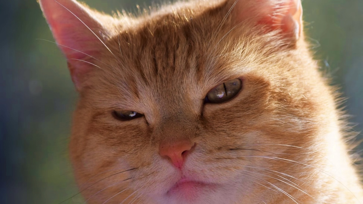 You broke your cat's heart without realizing it, and now he's angry ...