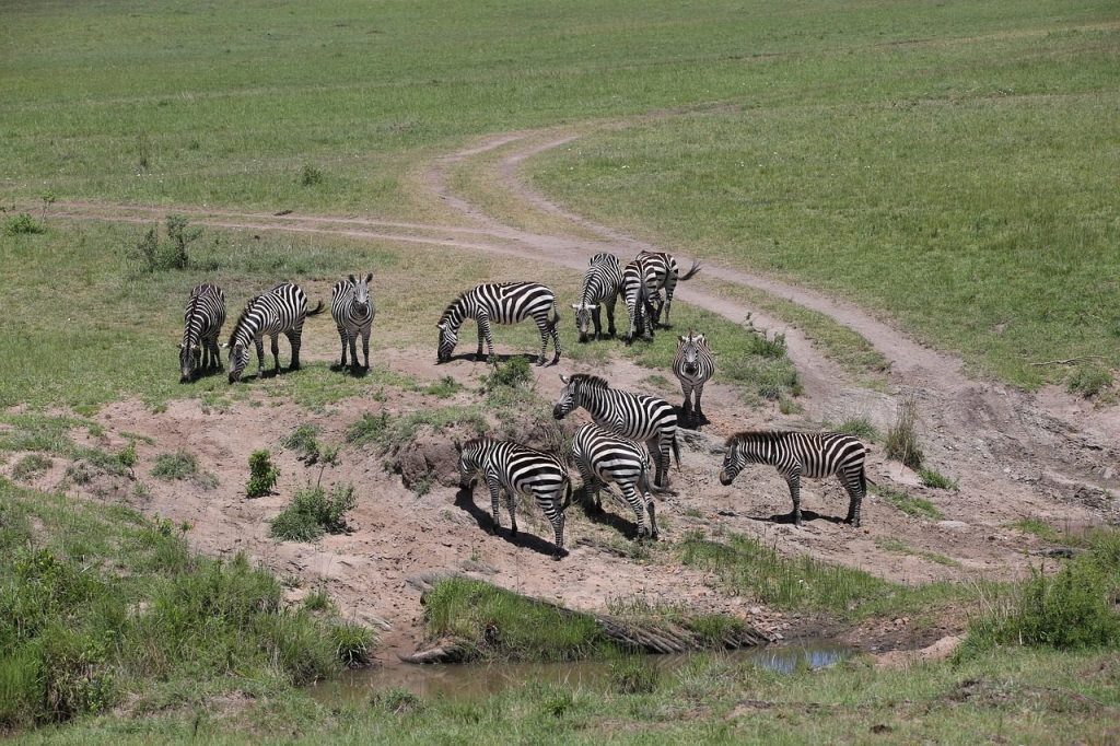Rare antelope thought lost returns to Kenya’s remote forest