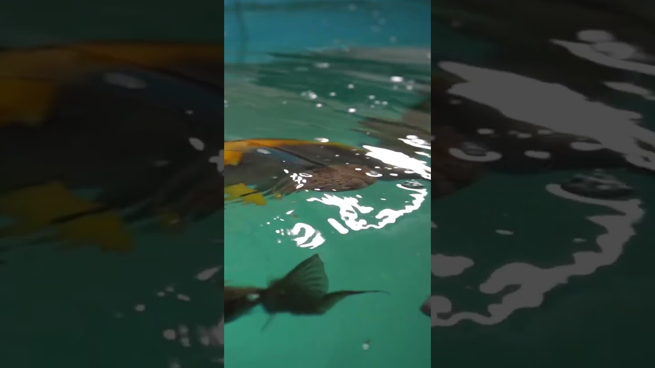 My grouper eats my pufferfish!