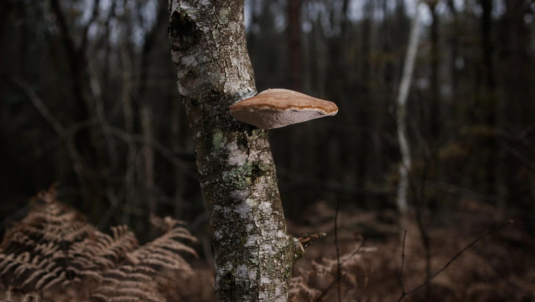 Scientists map 110 quadrillion-km underground fungal network