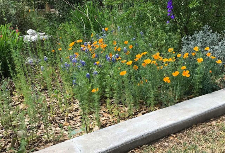 Native landscapes need strong design to look intentional