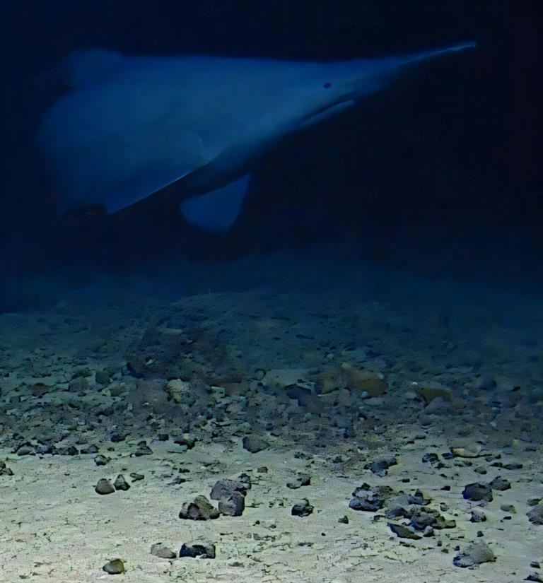 Deep-ocean cameras capture first-ever images of live goblin shark