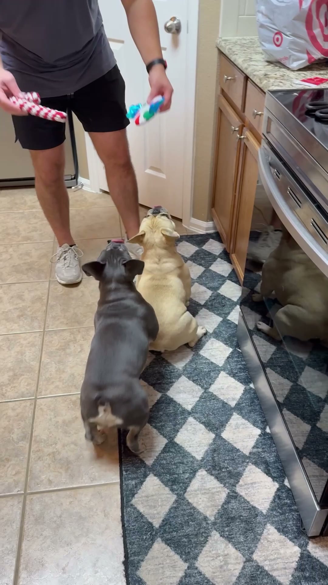Excited French bulldogs chase new toys in the kitchen