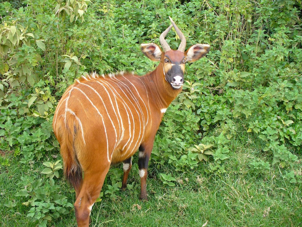 Rare antelope thought lost returns to Kenya’s remote forest