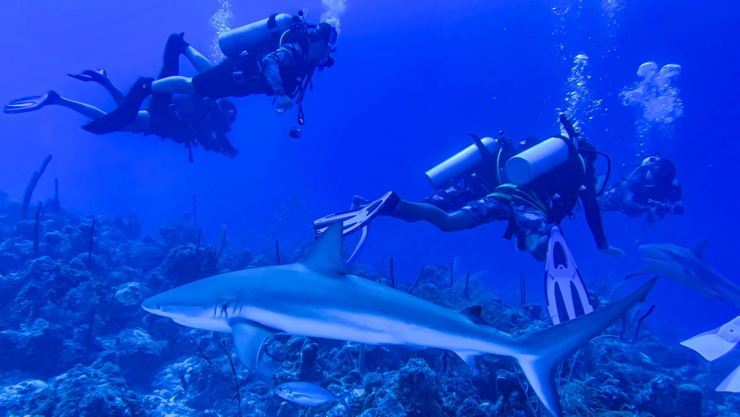 12 deadly and dangerous sea creatures