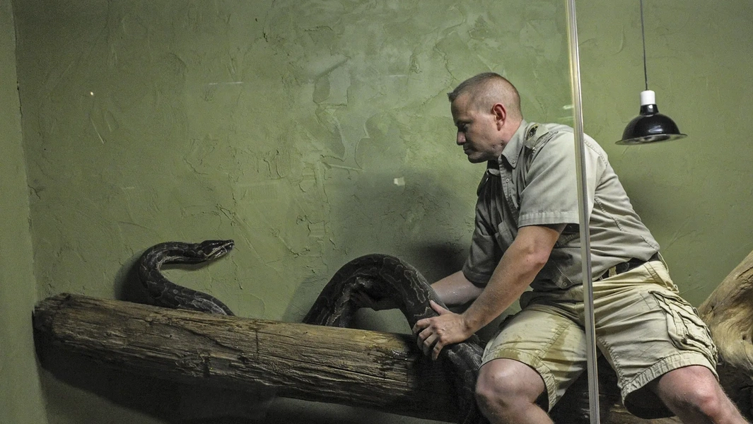 Meet Africa’s heavyweight hunter, the rock python