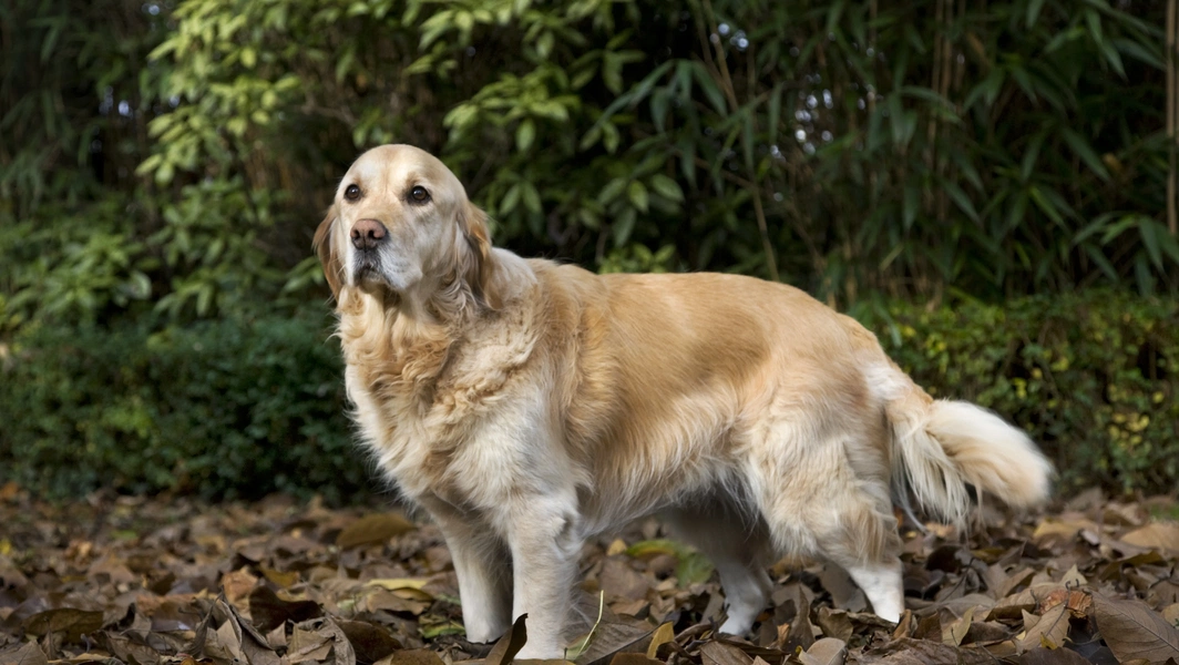 10 calm dog breeds for peaceful living