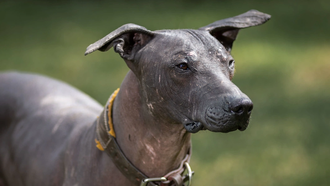 6 rare and distinctive dog breeds