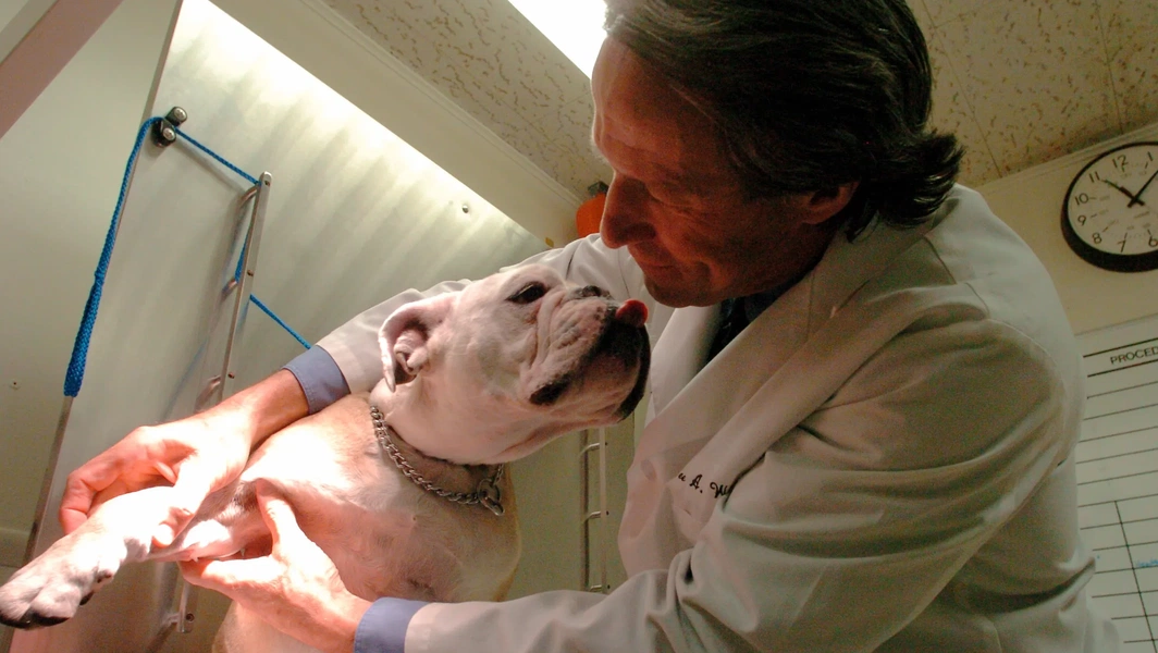 11 signs your dog may be nearing the end