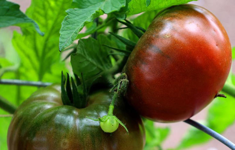 Prepare yourselves with a plan of attack against plant pathogens