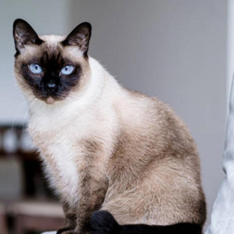 What breed of cat are you? Your zodiac sign has the answer.