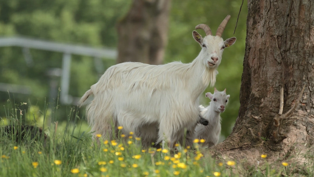Apprenez enfin à nommer vos animaux préférés