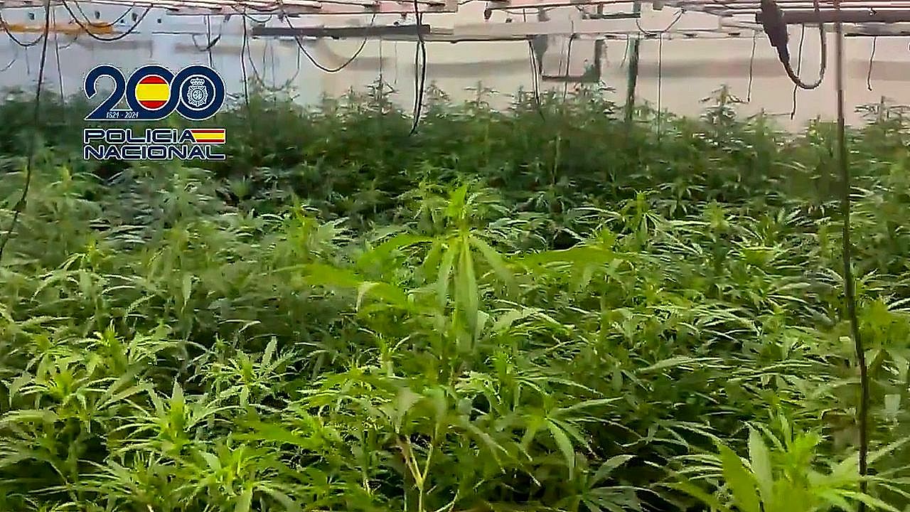 Cops find over 8,000 cannabis plants in giant criminal grow op in Spain