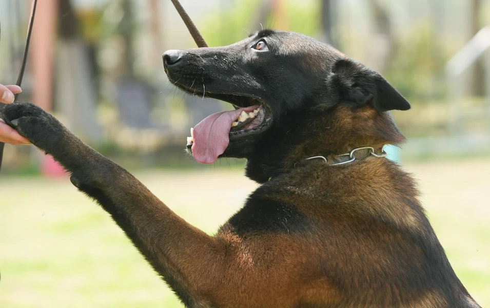 Reading your dog's silent warnings matters most