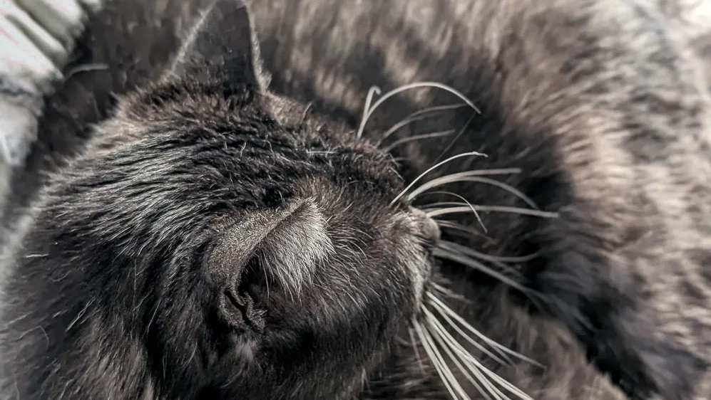 8 cat breeds with spiritual and emotional benefits