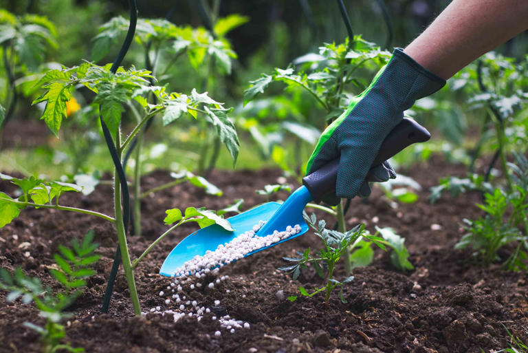 Can you fertilize vegetable gardens too often?