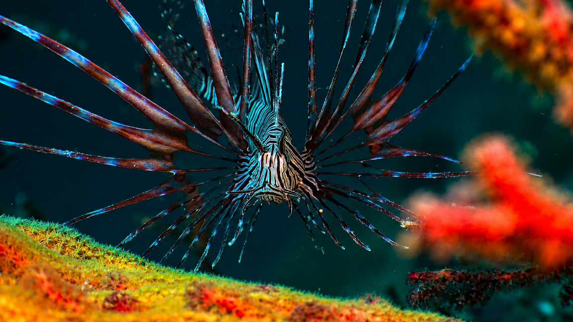 A Closer Look at One of the Ocean Most Unique Fish