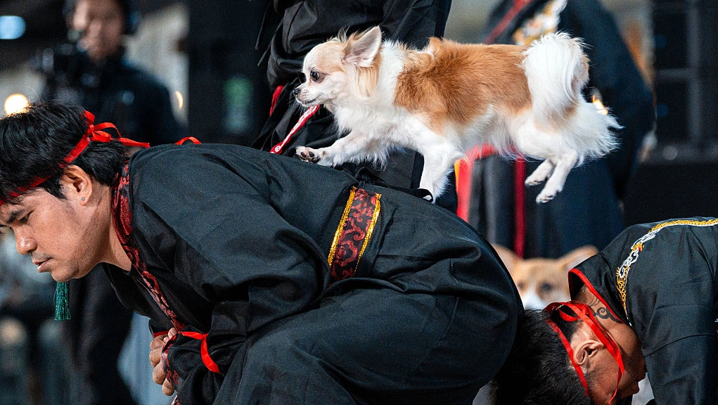 11 remarkable displays of animal intelligence and human-like behavior