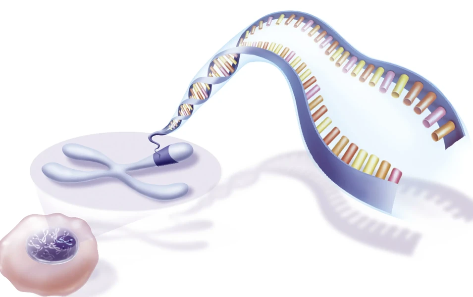 DNA in a single human cell measures about two meters