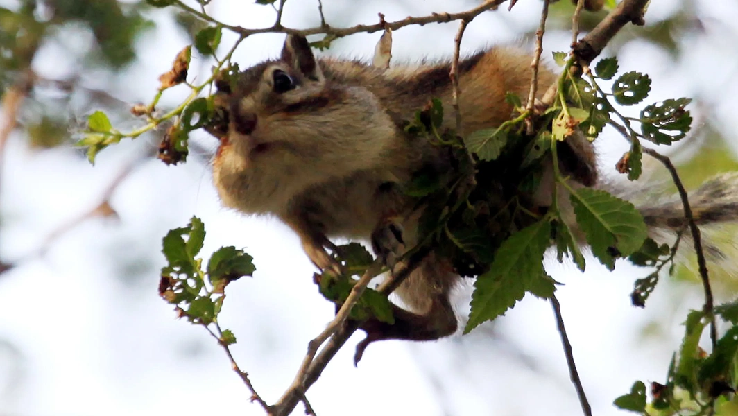 Chipmunk secrets from burrows to snacks