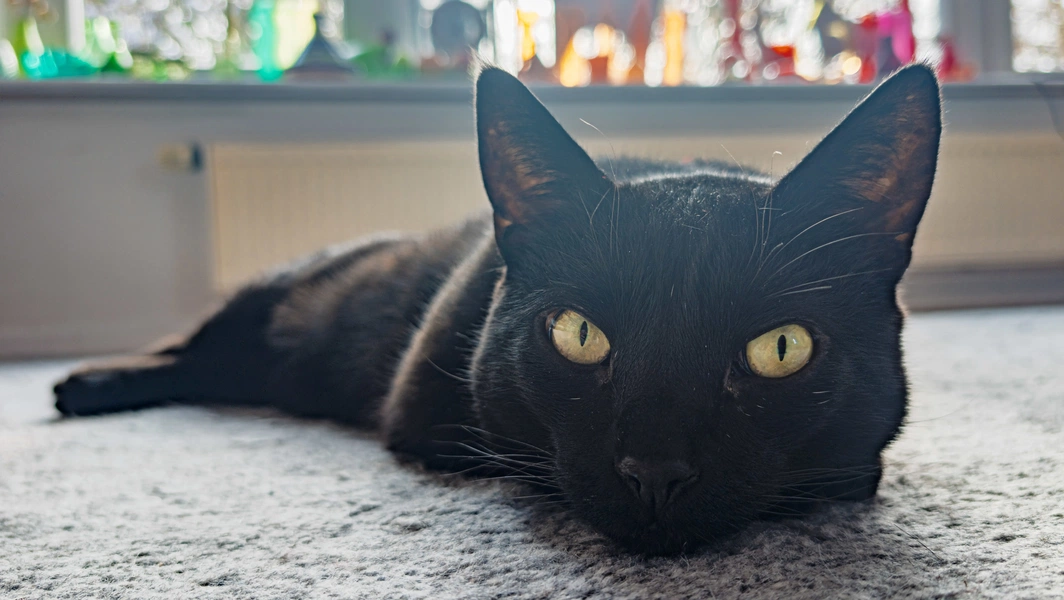 8 cat breeds with spiritual and emotional benefits