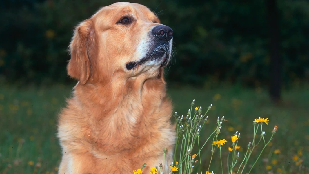 9 affectionate dog breeds perfect for families
