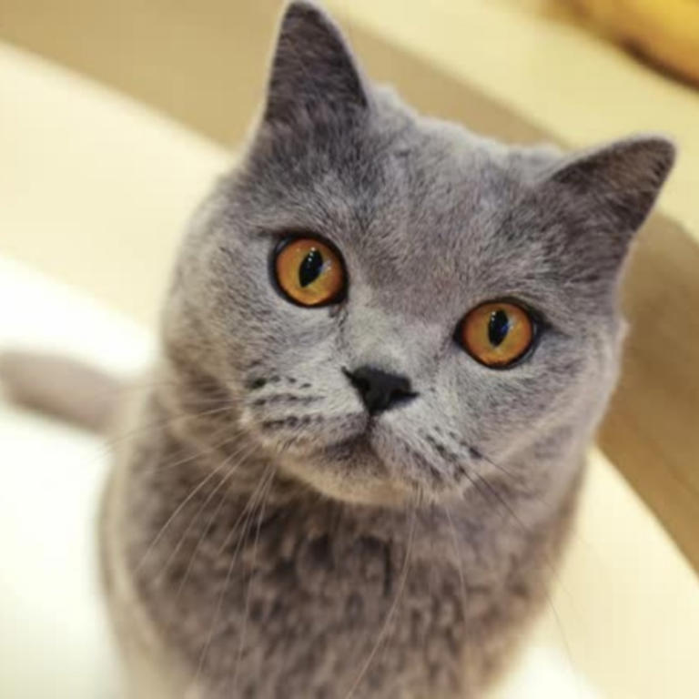 What breed of cat are you? Your zodiac sign has the answer.