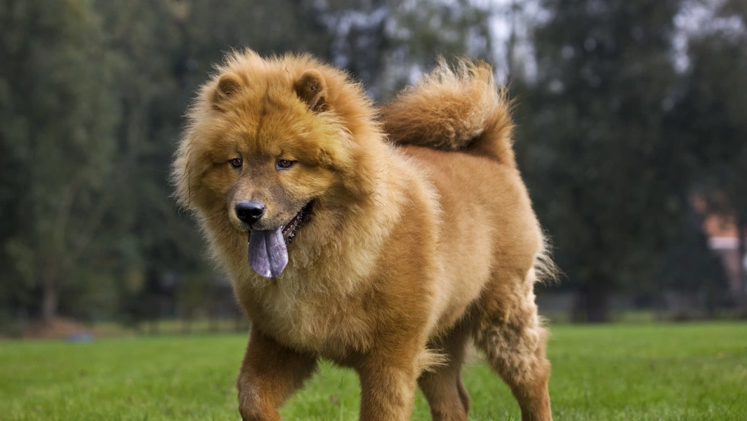 5 independent dog breeds with unique traits