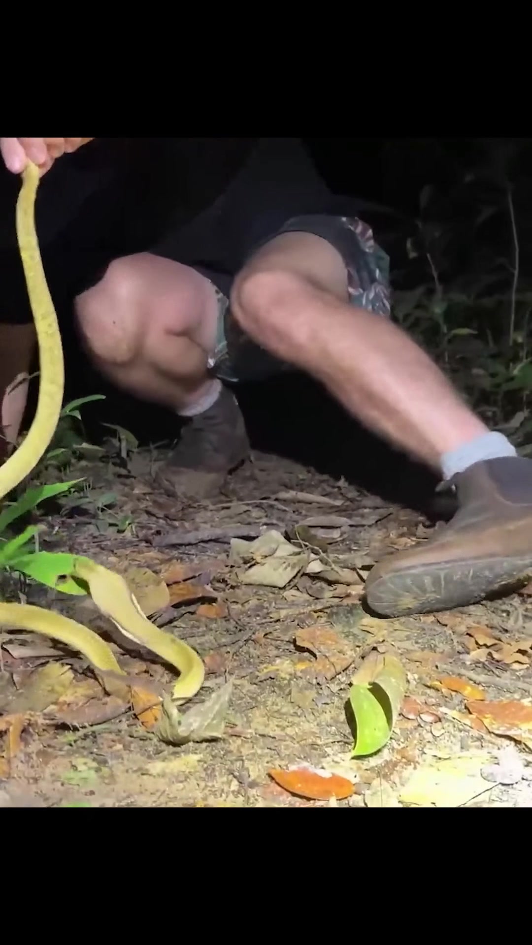 Rare Venomous Snake Collections