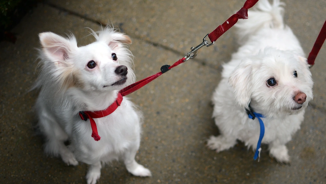6 essential dog training commands