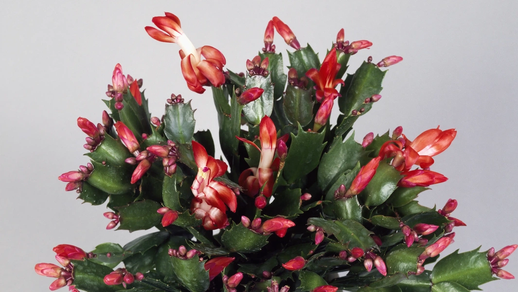 Simple steps to enjoy Christmas cactus blooms